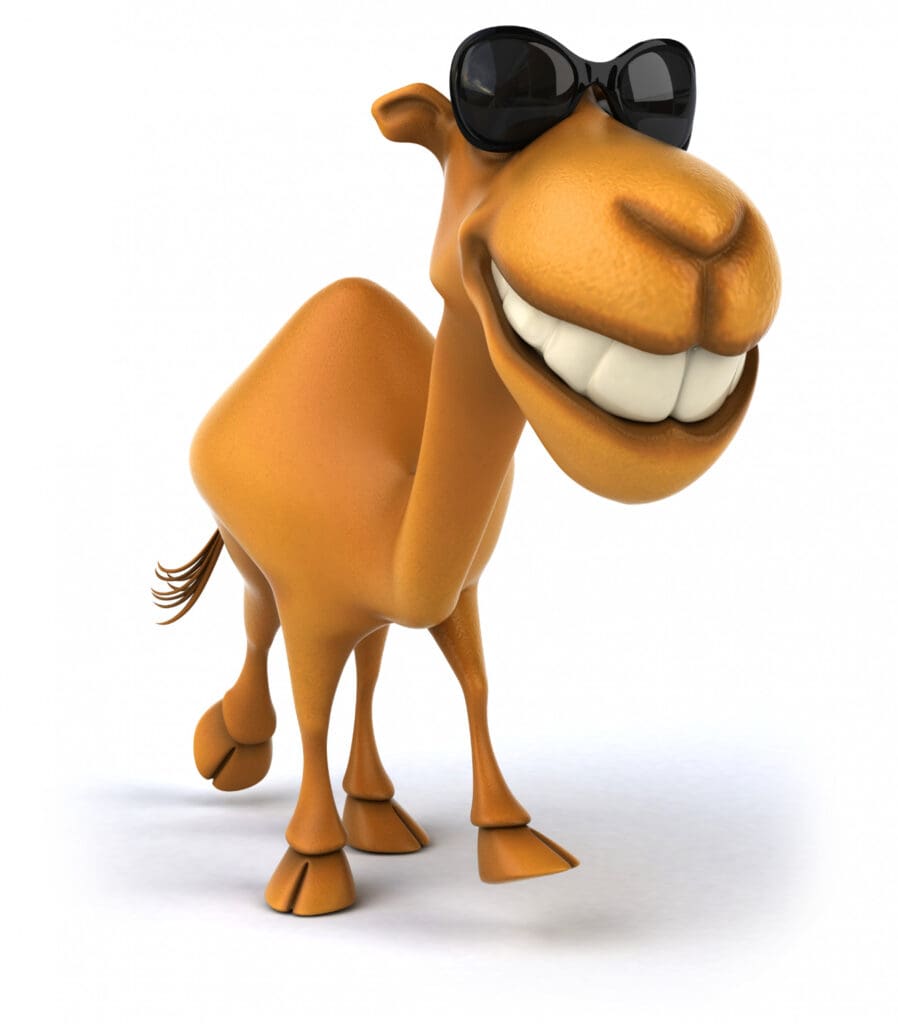 40 Funny Camel Jokes - Haha Jokes
